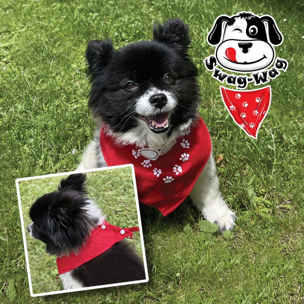 Solid Color Pet Triangles - Swag Wag Pet Promotions