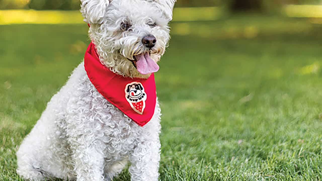 Snap And Go Solid Color Triangles - Swag Wag Pet Promotions