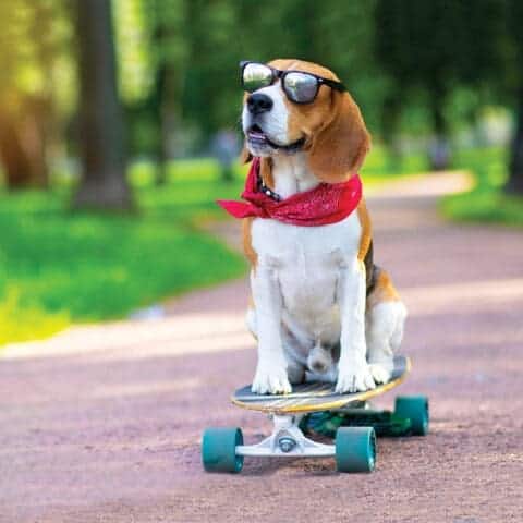 Solid Color Pet Triangles - Swag Wag Pet Promotions